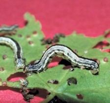 cankerworms | Stone Brothers