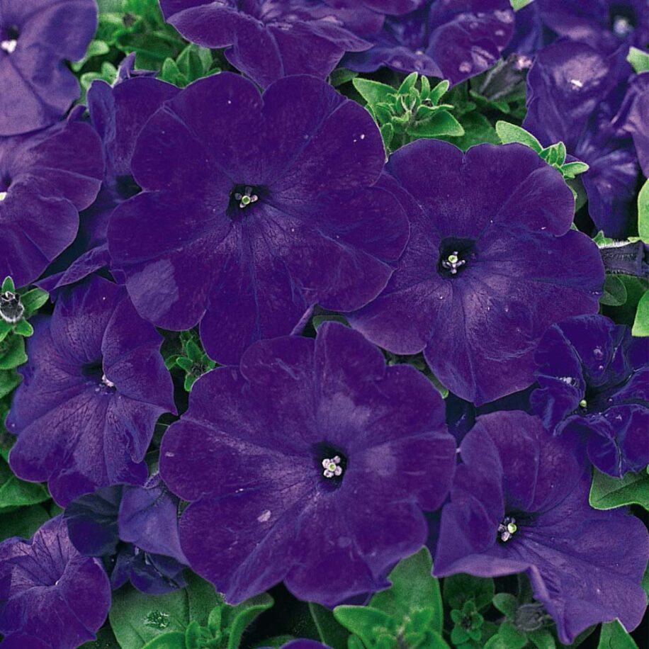 Petunia Grandiflora “Blue” – Stone Brothers