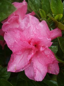 Encore Azalea Rhododendron Autumn Carnation – Stone Brothers