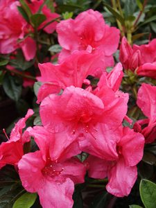 Encore Azalea Rhododendron Autumn Carnival – Stone Brothers