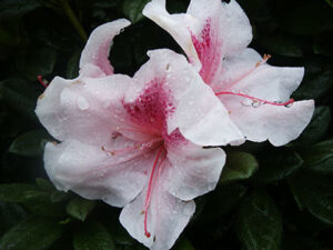 Encore Azalea Rhododendron Autumn Chiffon – Stone Brothers