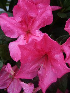 Encore Azalea Rhododendron Autumn Sangria – Stone Brothers
