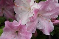 Encore Azalea Rhododendron Autumn Lilac | Stone Brothers