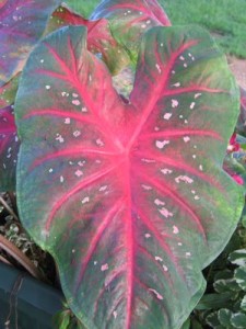 Caladium Hortulanum “Red” – Stone Brothers