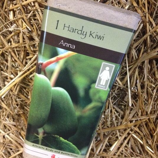 Hardy Anna Kiwi – Stone Brothers