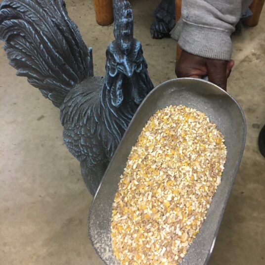 50 lbs Chicken Scratch – Stone Brothers