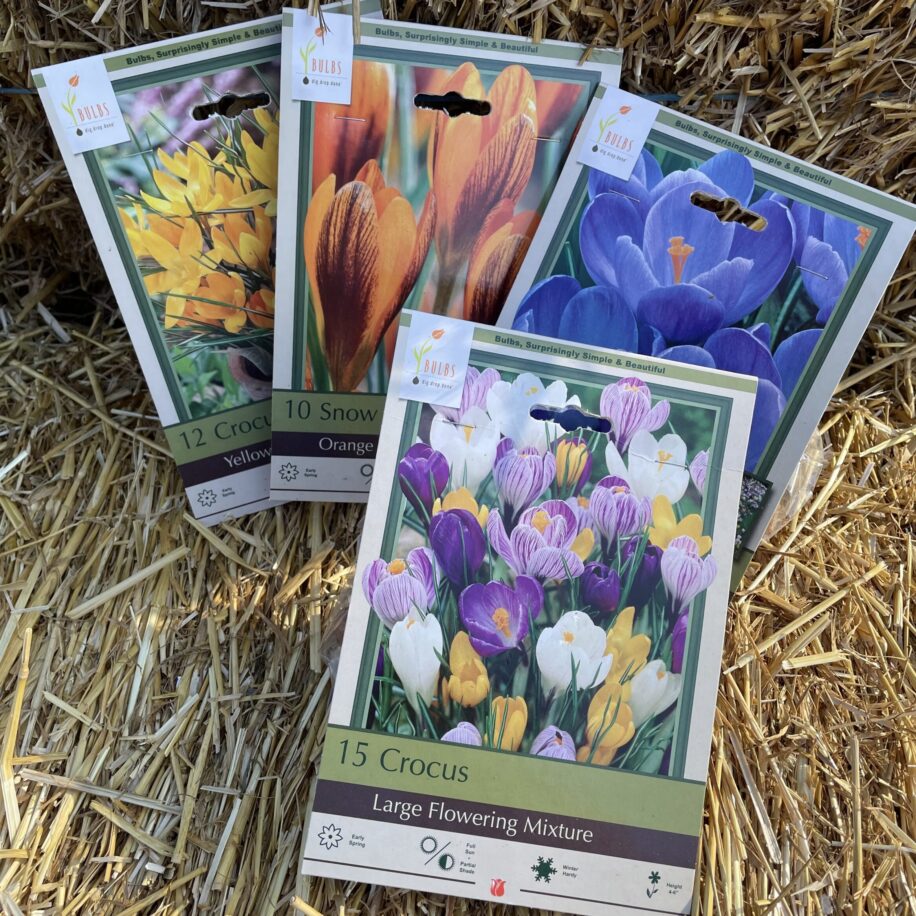 Crocus – Stone Brothers