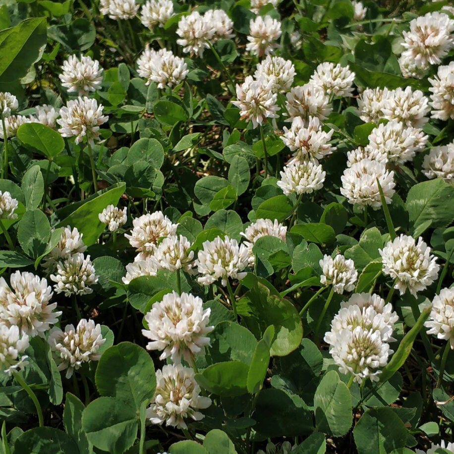 Spectrum Grass Seed 25 lb – Stone Brothers